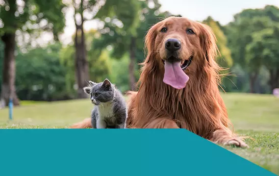 Knose: Pet Insurance for Dogs & Cats - Get a Quote in 2min!