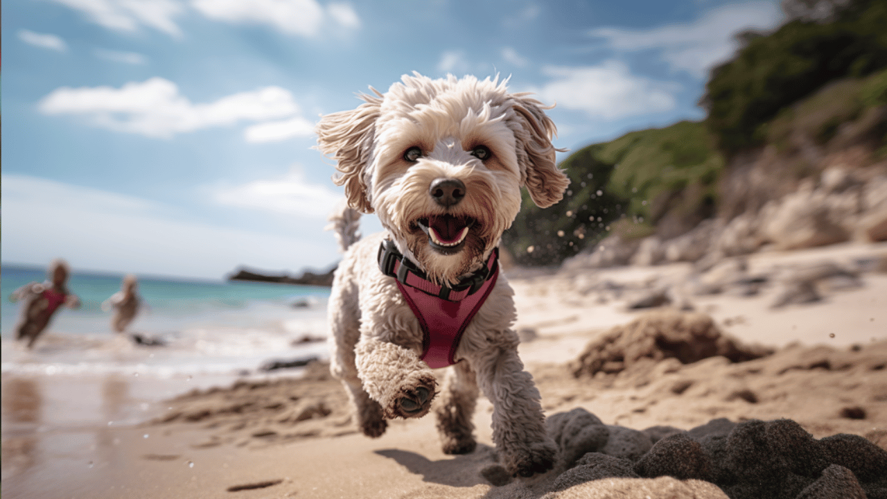 Award-winning Dog Insurance | Get Pet Insurance in Australia | Knose
