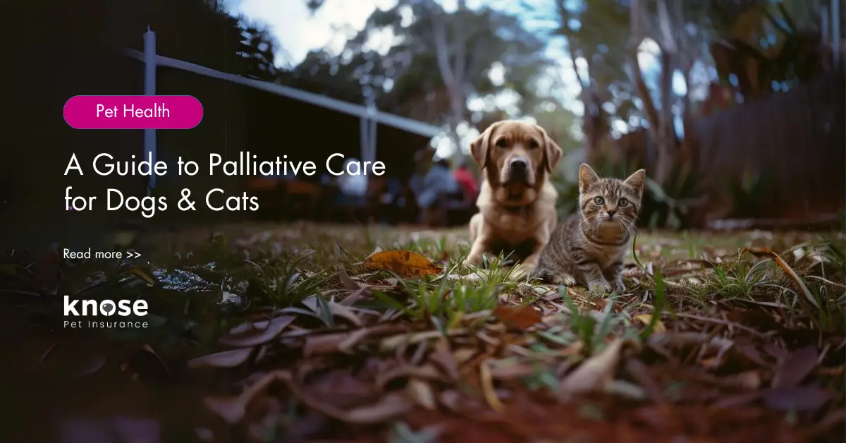 A Guide to Palliative Care for Dogs and Cats | Knose